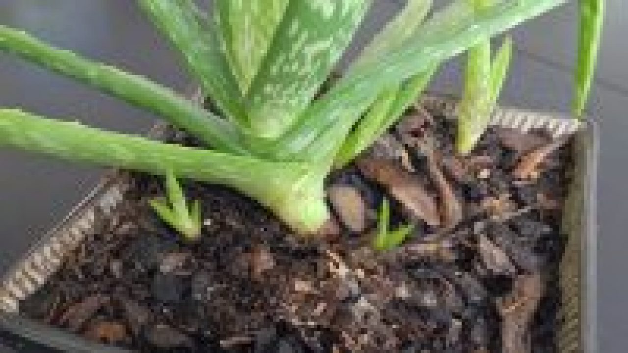 how-to-reproduce-aloe-vera-knitting-crochet-love